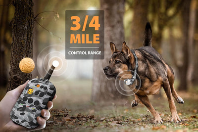 New Arrivals – PATPET